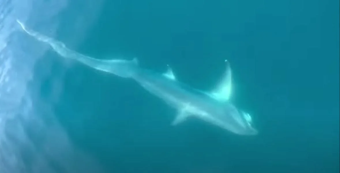 Dječak u Jadranskom moru ulovio ajkulu od tri metra i stotinu kilograma